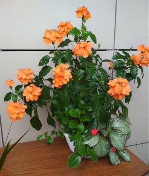 Комнатные растения