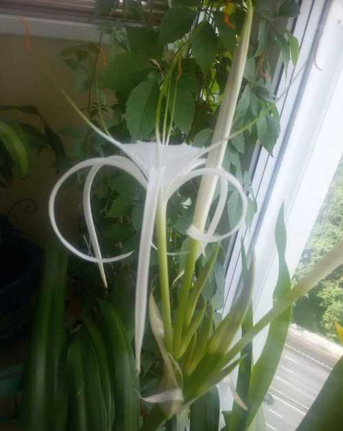 Гименокаллис прекрасный (Hymenocallis speciosa)