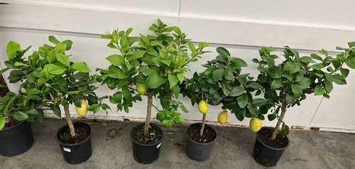 Домашнее комнатное лимонное дерево/ Лимон большой