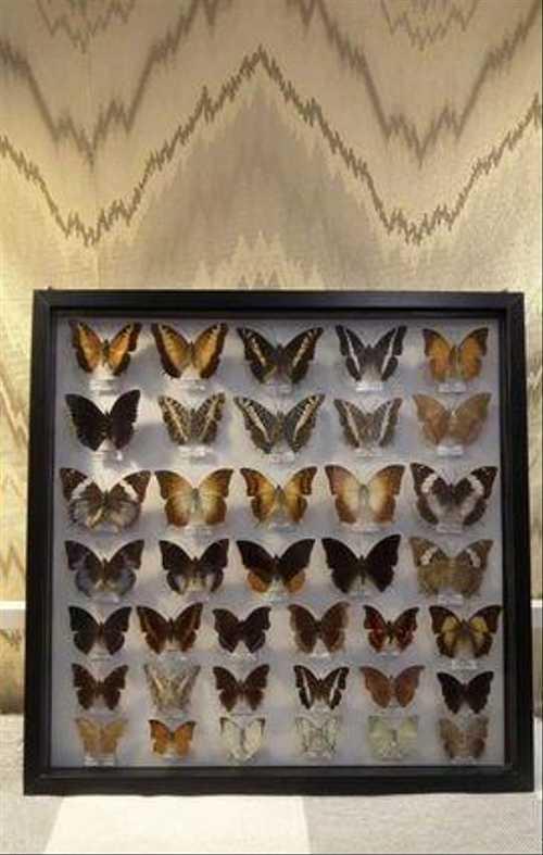 Коллекция бабочек Charaxes в рамке