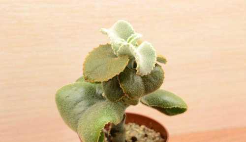 Kalanchoe Beharensis nana (Каланхоэ Бехарское) (SC