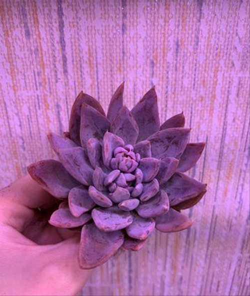 Эхеверия Аффинис Силвер Квин (Echeveria Affinis Si