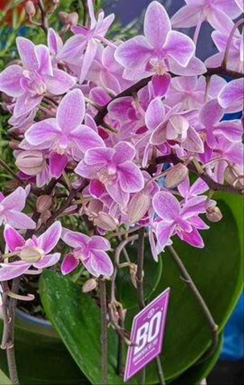 Орхидеи эквестрис пинк на брони