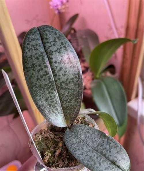 Орхидея фаленопсис Ching Ann Bear
