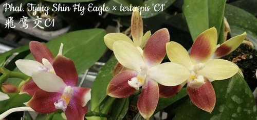 Орхидея Phal. fly eagle tying x tetraspis C1