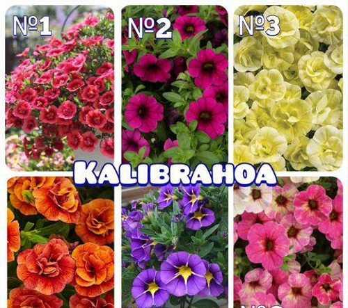 Калибрахоа