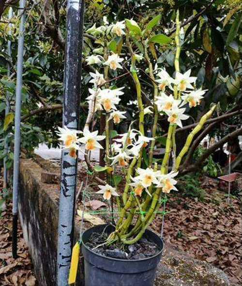Dendrobium Sweet Dawn 'Jairak'