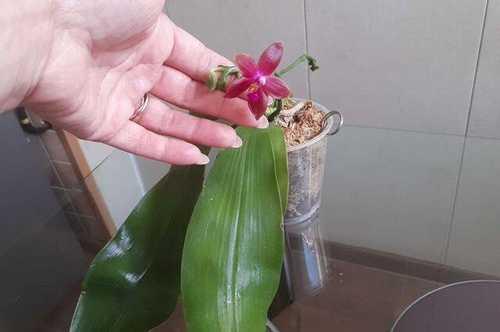 Орхидея KS Happy Eagletetrsspis'C1 Фаленопсис