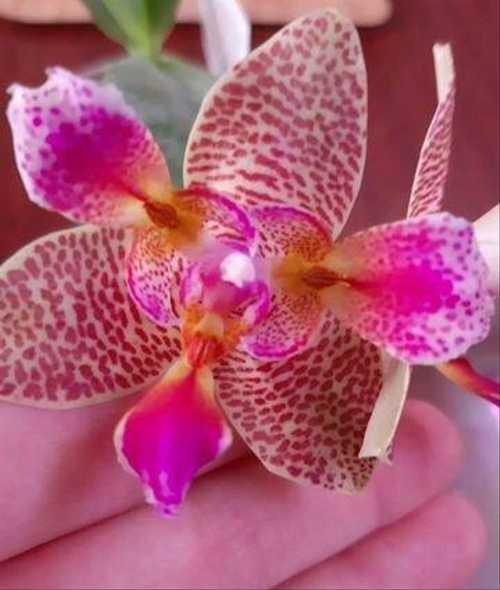 Орхидея фаленопсис, Сказка