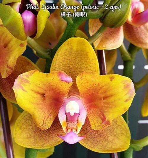 Орхидея Phal. Lioulin Orange (peloric - 2 eyes)