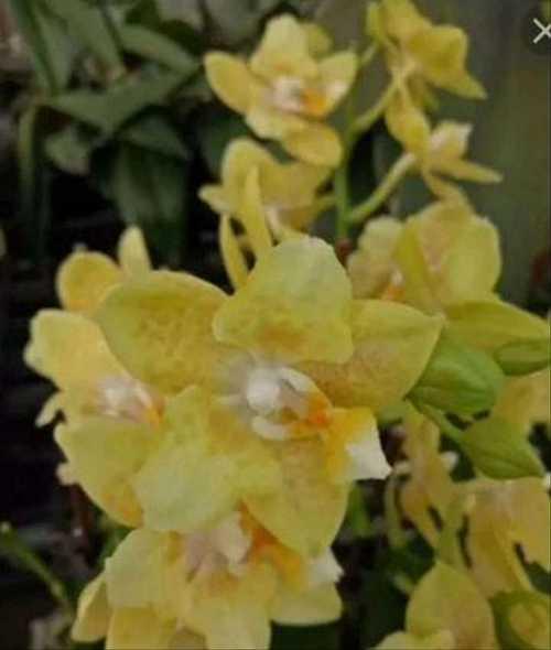 Орхидея Азия бабочка