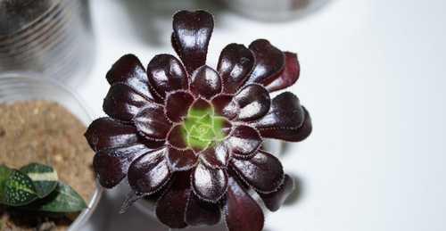 Эониумы Aeonium Schwarzkopf, Kiwi и cristata