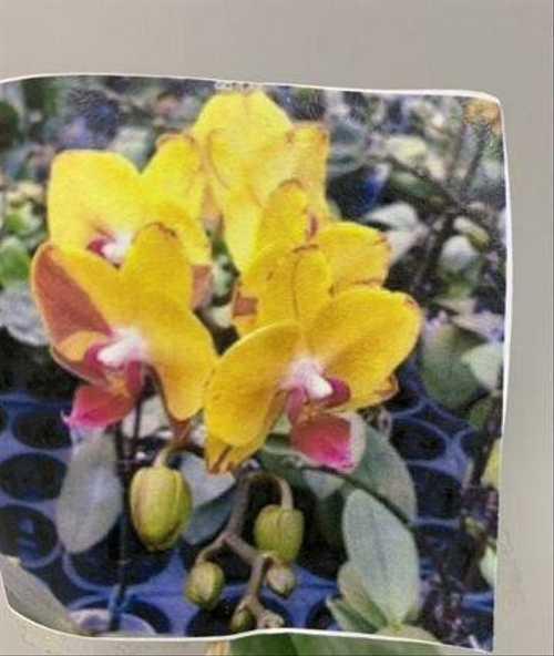 Орхидея фаленопсис sweet girl