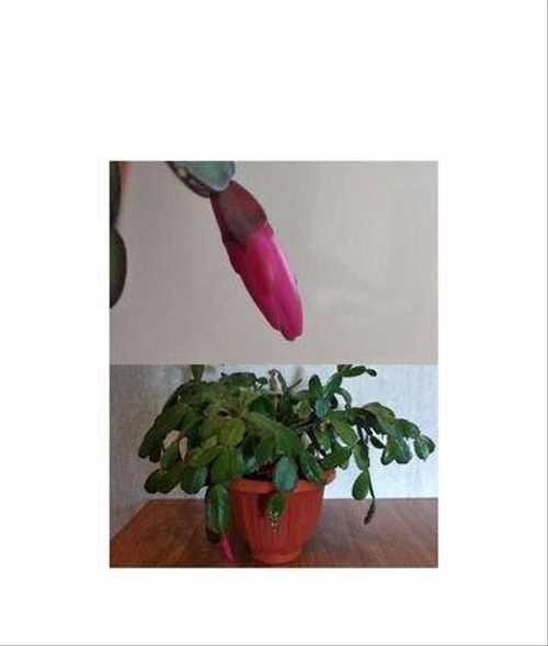 Хатиора розовая или пасхальный кактус