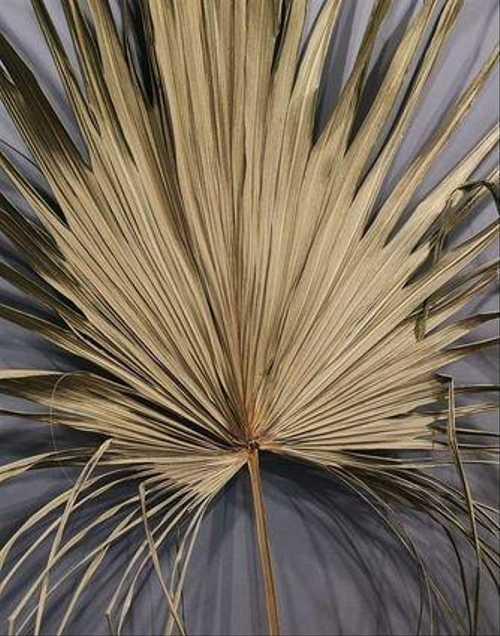 Лист пальмы вашингтония натуральный 2,5 метра