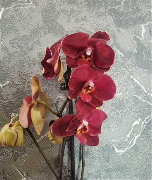 Орхидея фаленопсис ola