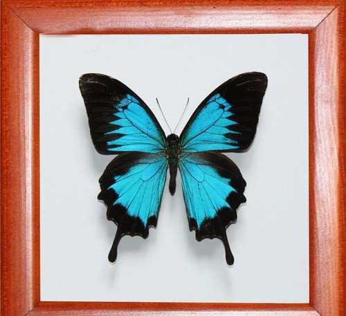 Бабочка в рамке Papilio ulysses