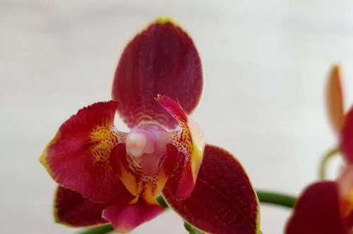 Орхидея тюльпан Феникс пелорик Мультифлора 95543