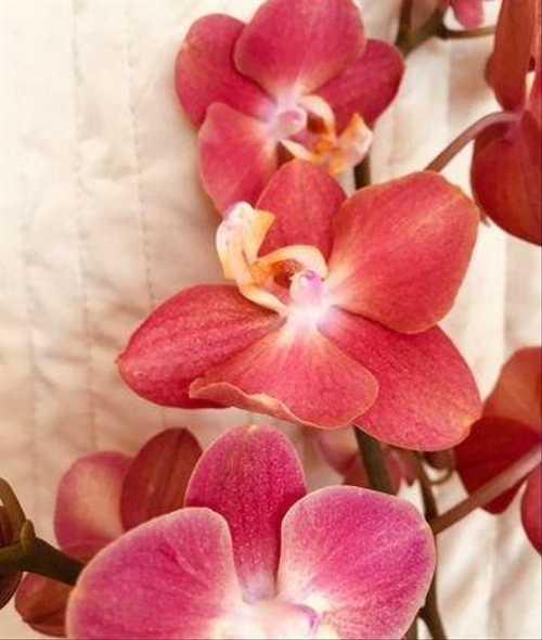 Орхидея Горизонт Phalaenopsis Horizion ароматная