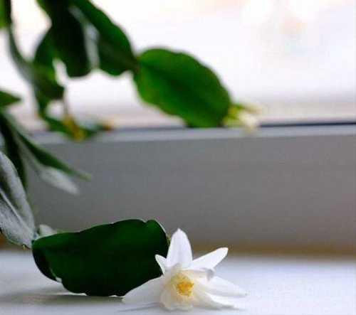 Рипсалидопсис белый (Пасхальный кактус)
