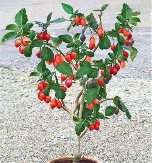 Саженцы Томарилло (томатное дерево)