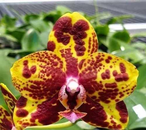 Орхидея фаленопсис Green World