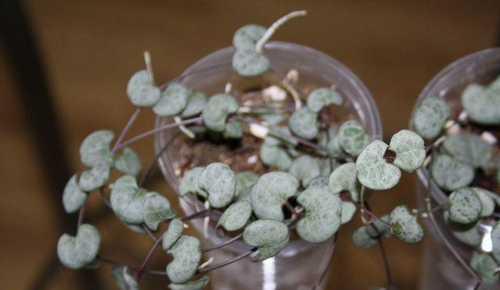 Церопегия (Ceropegia woodii 'silver glory')