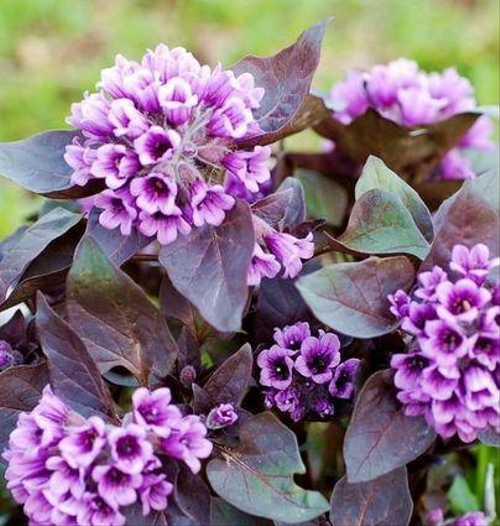 Физохлайна(пузырница)