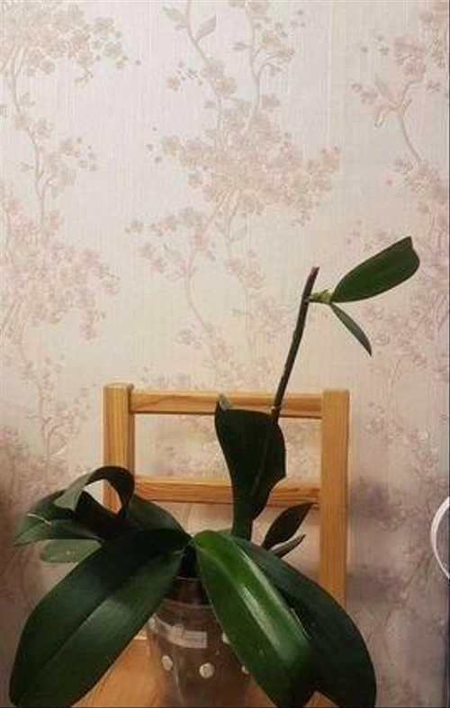 Орхидея фаленопсис. Детка