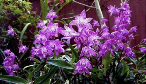 Орхидея Дендробиум kingianum