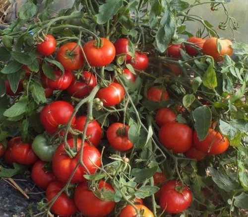 Уникальный Монгольский Карлик томат семена Кашиной