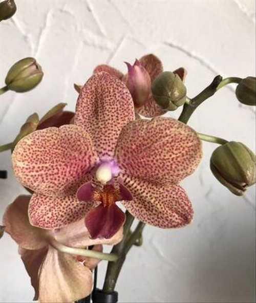 Орхидея фаленопсис sanset love