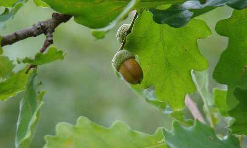 Саженец Дуб обыкновенный
