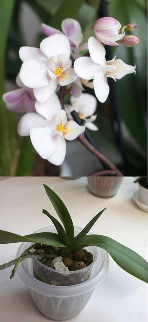 Орхидеи, фиалки