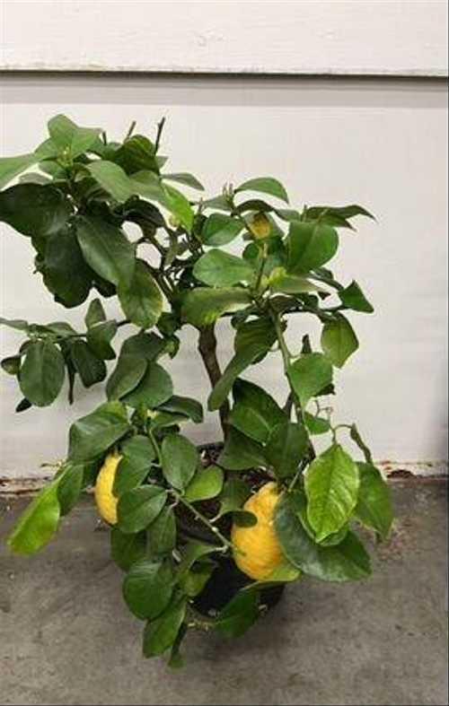 Лимонное дерево Сицилия/ Цитрус Лимон 80 см