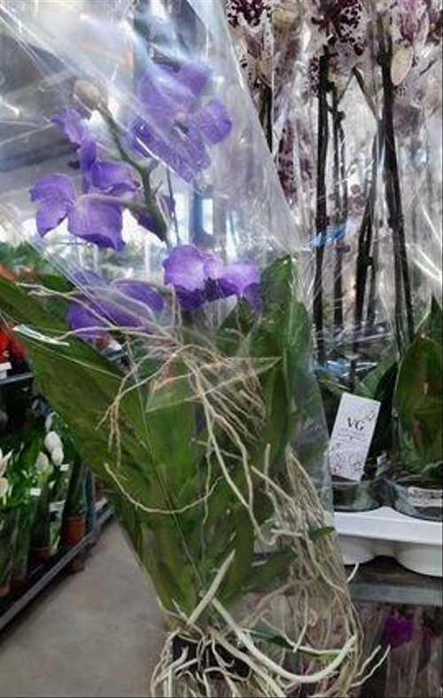 Удивительная Ванда, орхидея без земли