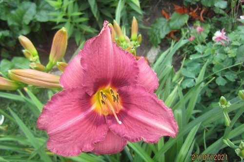 Садовые многолетники 10