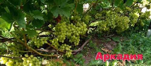 Саженцы столовых сортов винограда