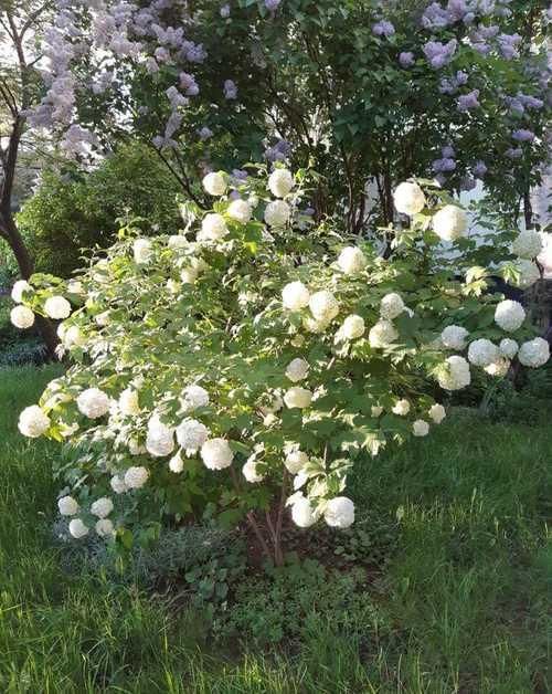 Калина декоративная Буль-де-неж