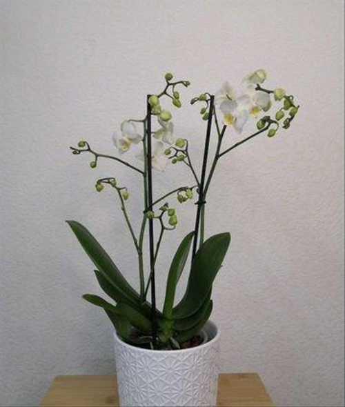 Орхидея белая мультифлора