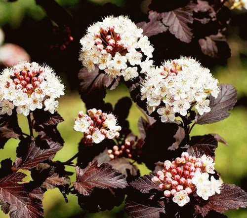 Саженцы оптом Пузыреплодник diabolo