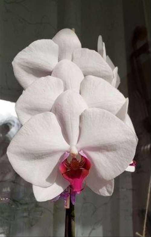 Орхидея фаленопсис Red Lips