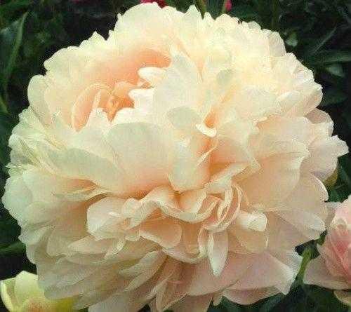 Пион Paeonia Summer Glow