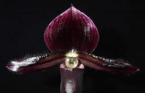 Орхидея Башмачок (Paphiopedilum и Phragmipedium)