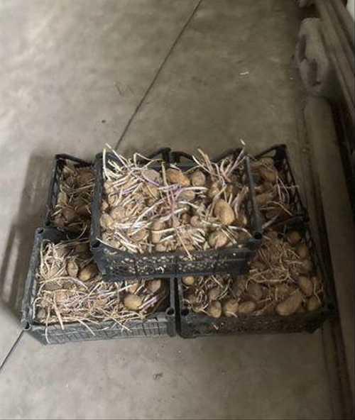 Картошка семенная