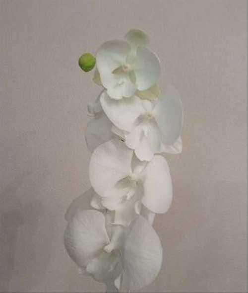 Орхидея Белоснежный Биг Лип цветет