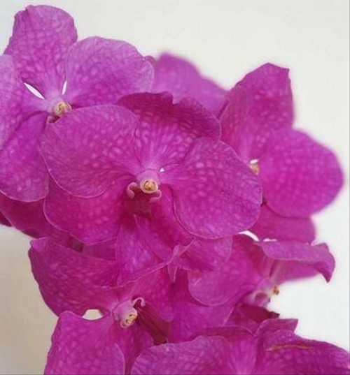 Орхидея Ванда Малиновая цветет 96277 акц