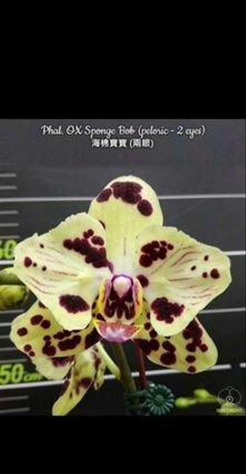 Орхидея фаленопсис phal sponge bob бабочка