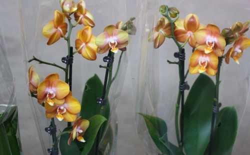 Орхидеи фаленопсис Лас-Вегас 2 цветоноса 91711