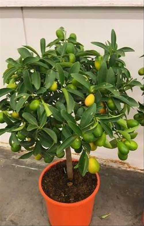 Комнатные растения плодовые Кумкват/Мандарин/Лимон